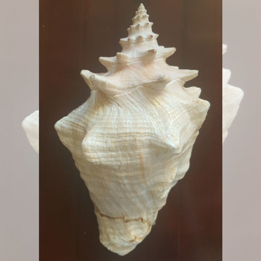 Большая океанская ракушка