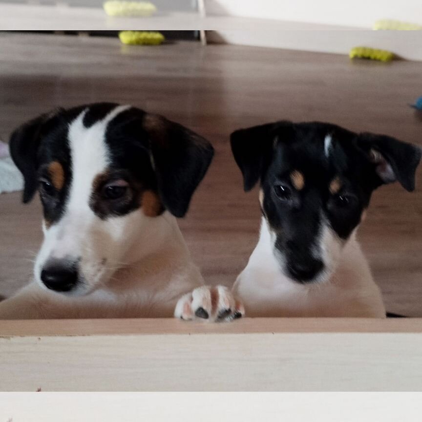 Джек-рассел-терьер, щенок