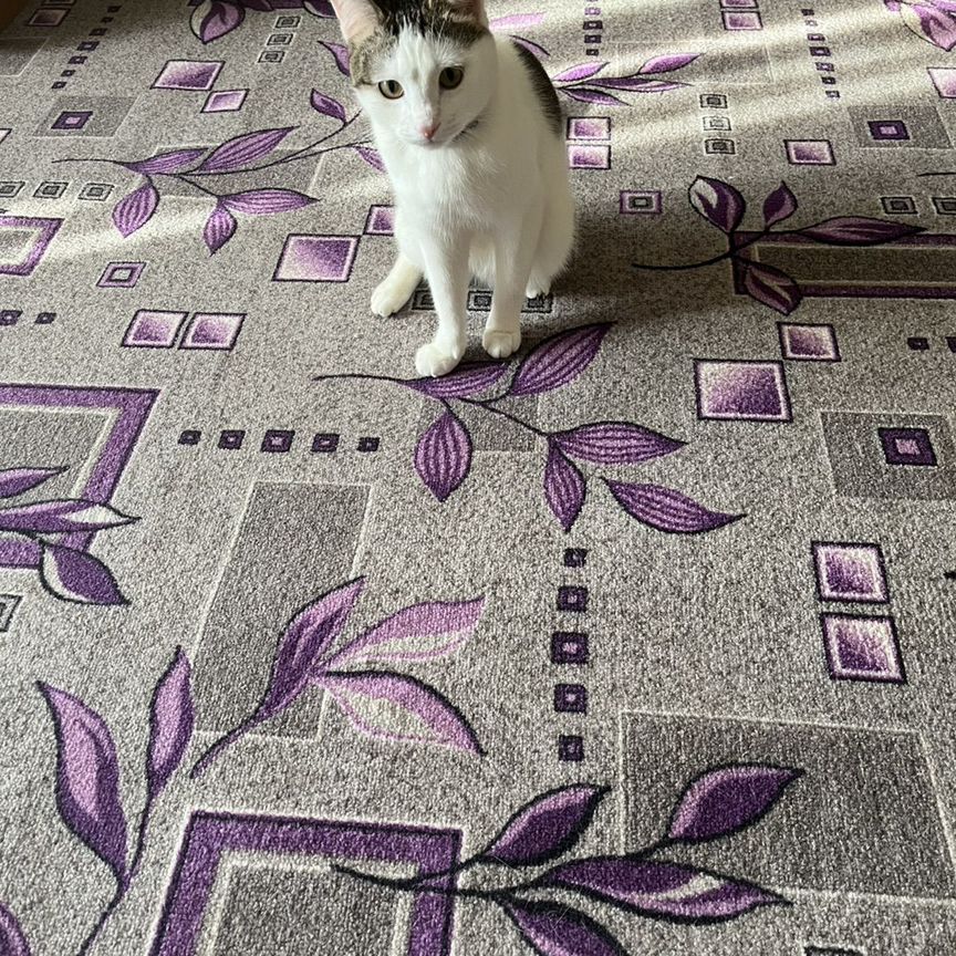 Отдам кота в хорошие руки.Лоток знает