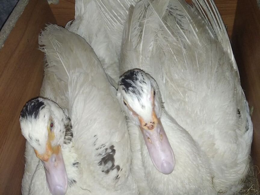 Индоутки обмен