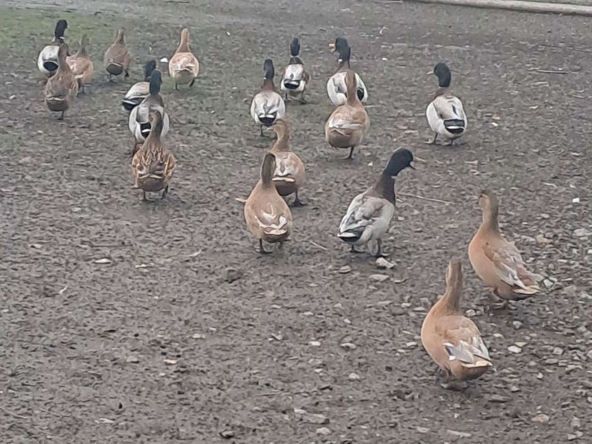 Дикие утки