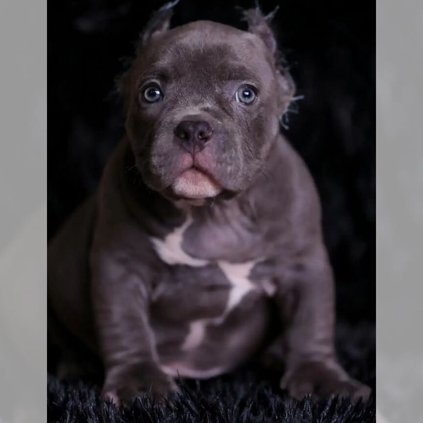 Американский булли, щенок