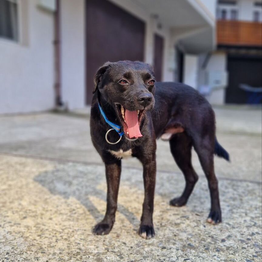 Найдена собака