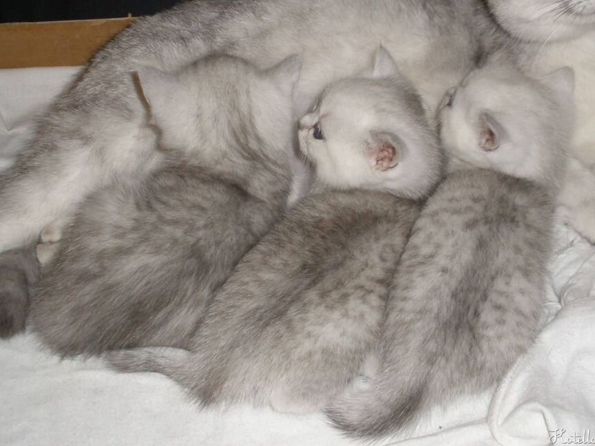 Серебристая шиншилла. Котята