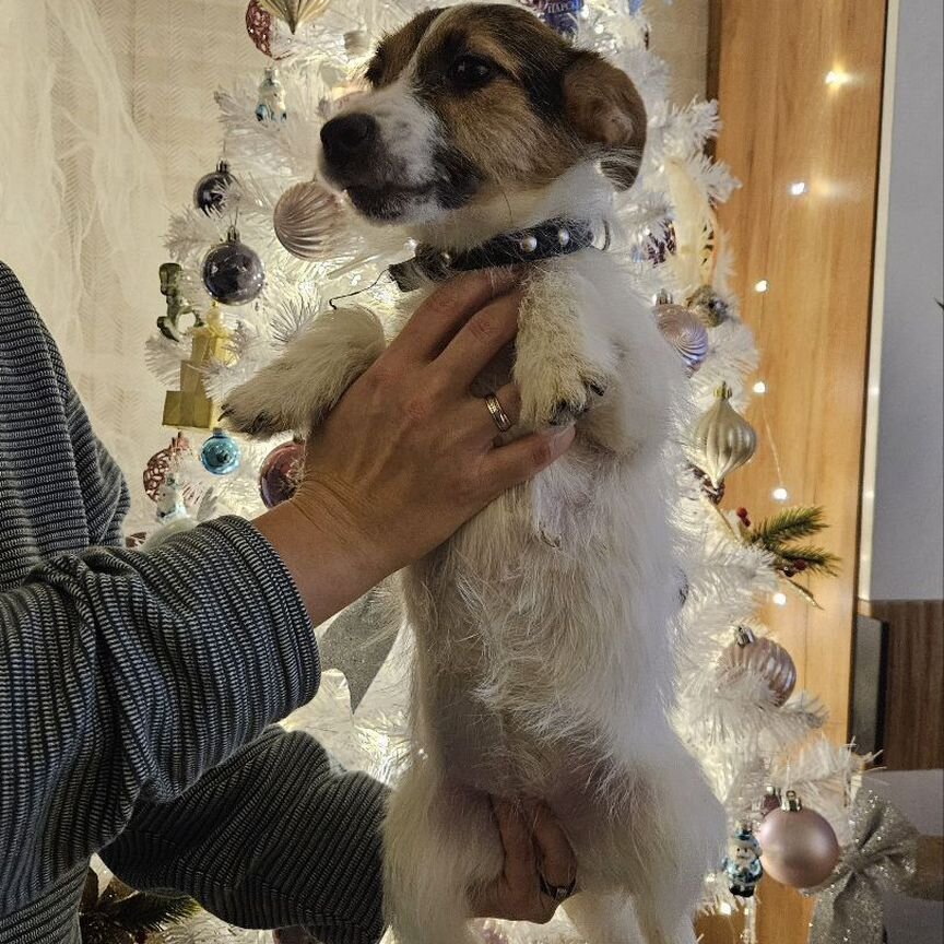 Продаётся девочка джек рассела терьер