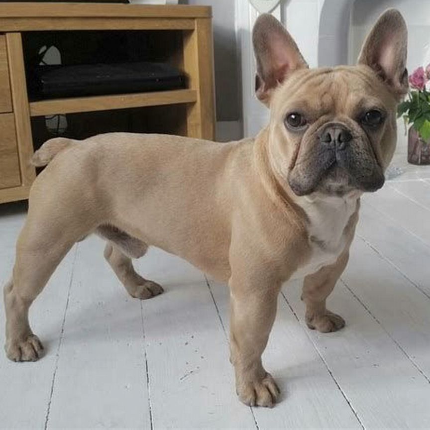 Французский бульдог, взрослый пёс