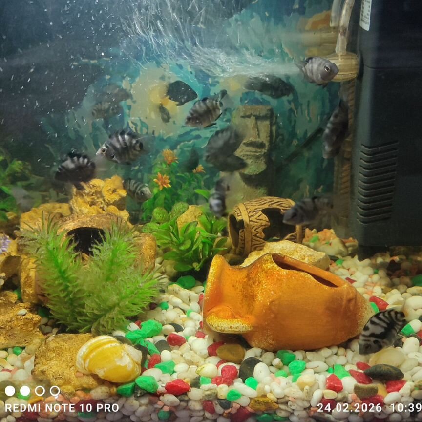 Аквариумные рыбки цихлиды