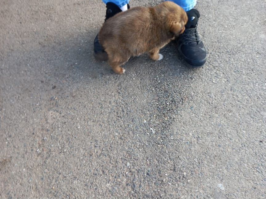 Щенок на улице помогите