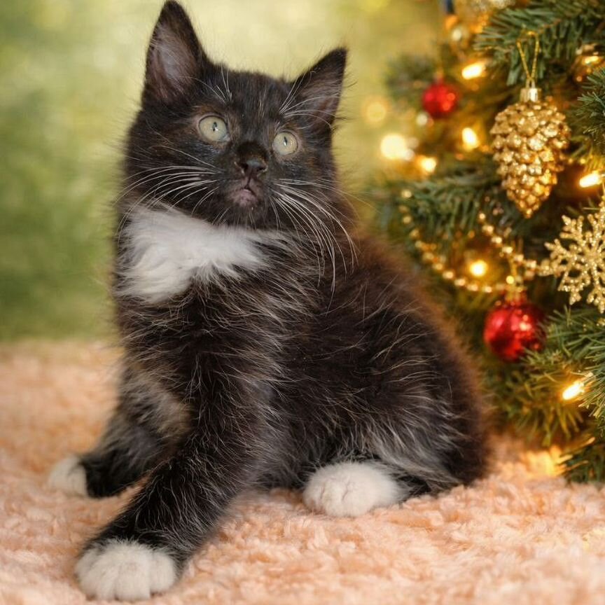 Котёнок от частного владельца