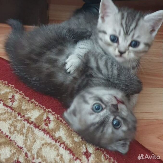 Продаются самые лучшие шотландские котики