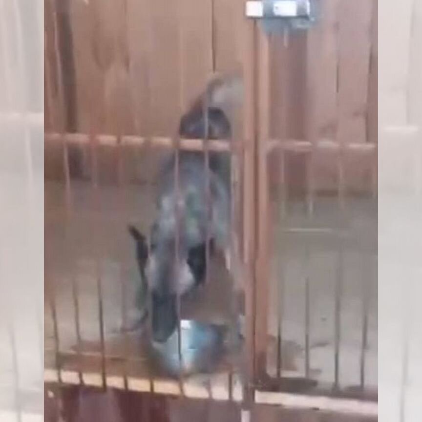 Собака в усыпалке