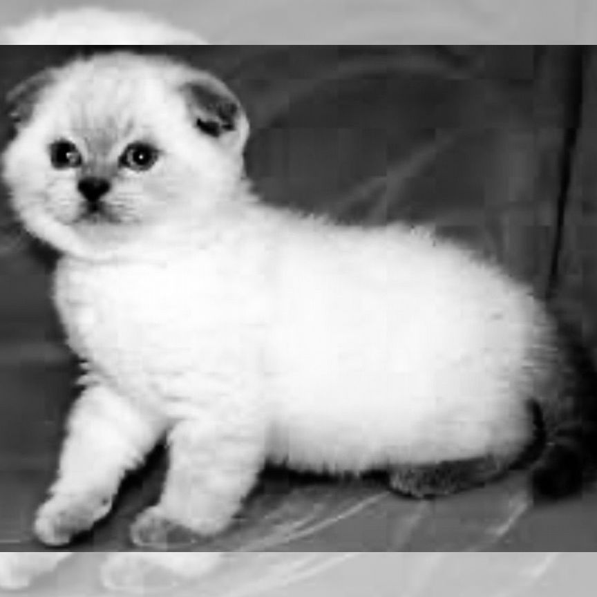 Шотландские короткошерстные котята