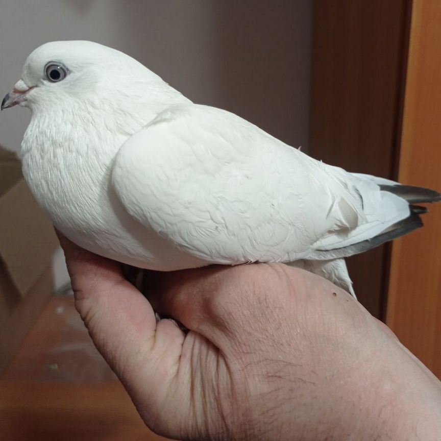 Голубь белый