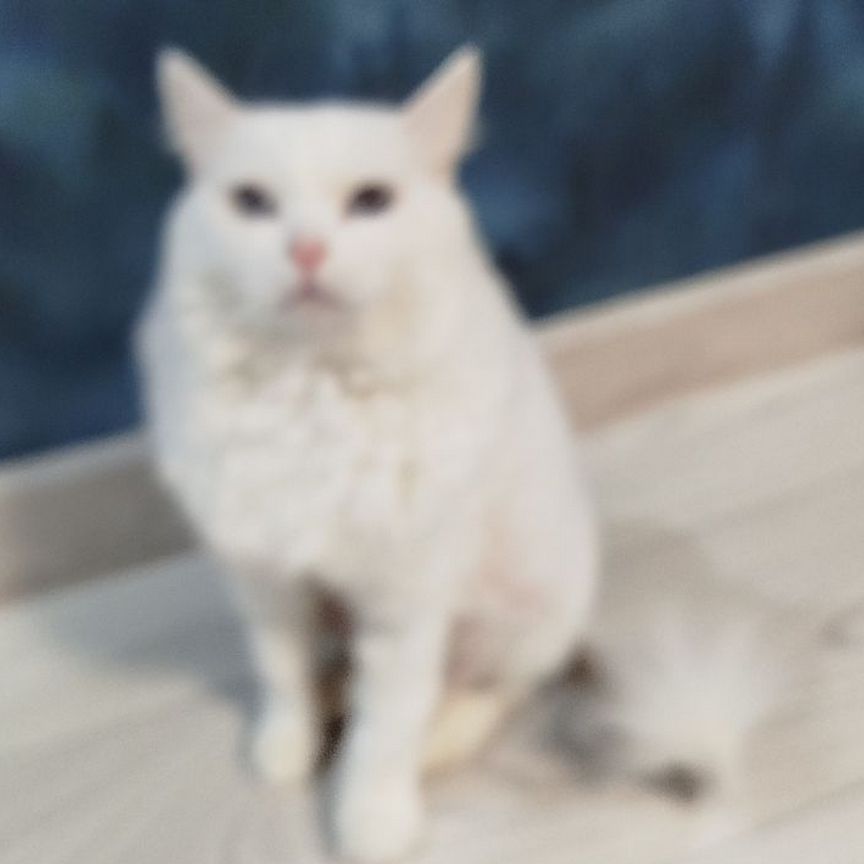 Взрослая кошка в добрые руки