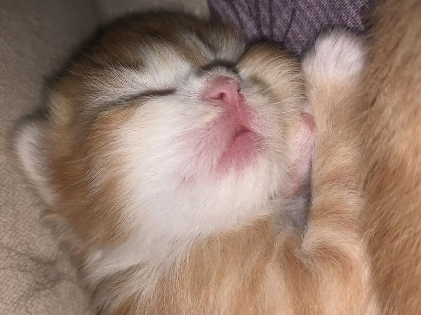 Котята смесь мейнкуна и вислоухой