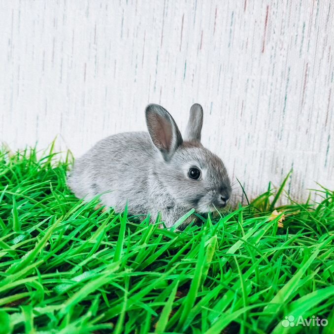 Мини Кролик Карликовый - редкий очень