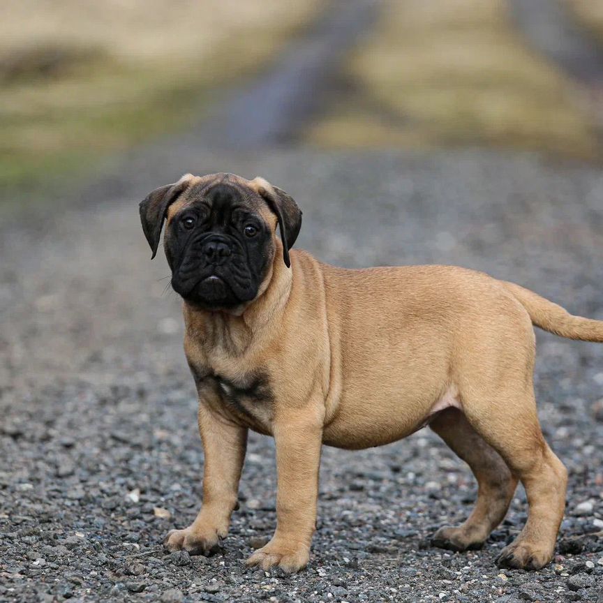 Щенки бульмастифа