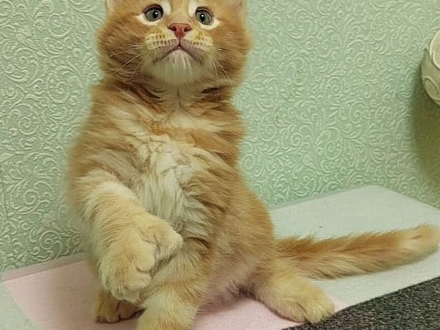 Мейн-кун рыжик полидакт