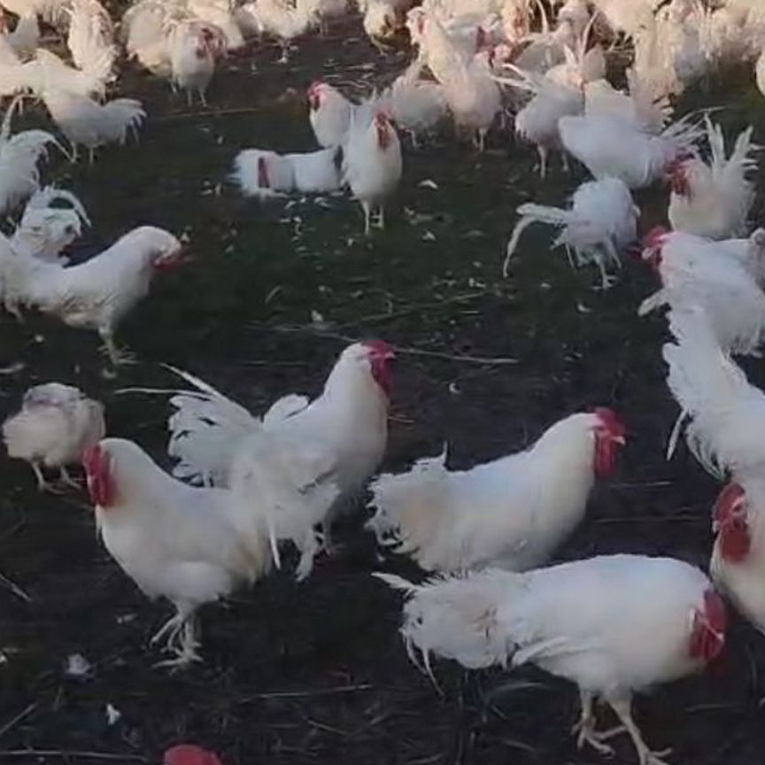 Продам петухов