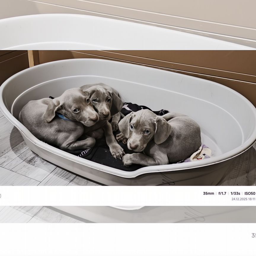 Веймаранер, щенок