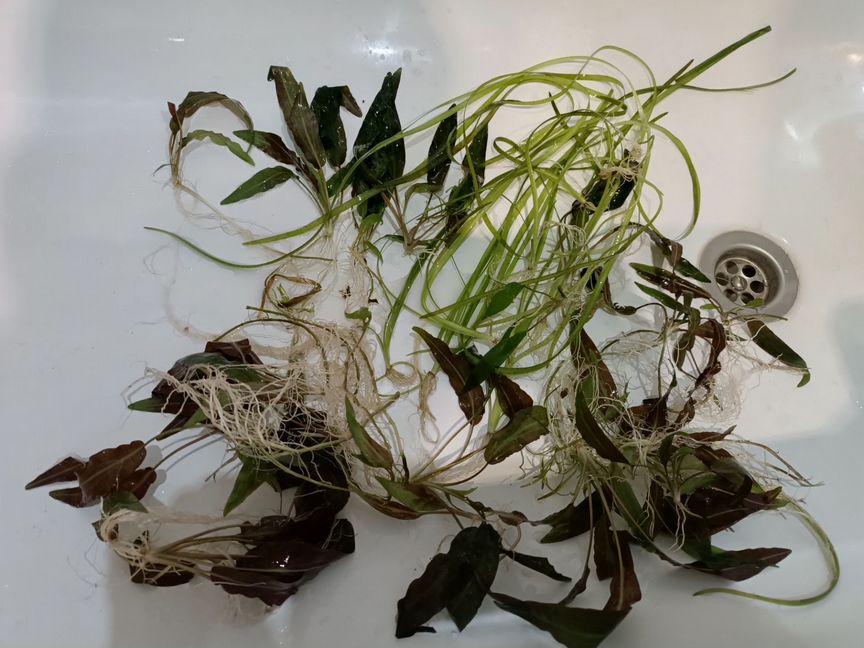 Аквариумные растения прополка