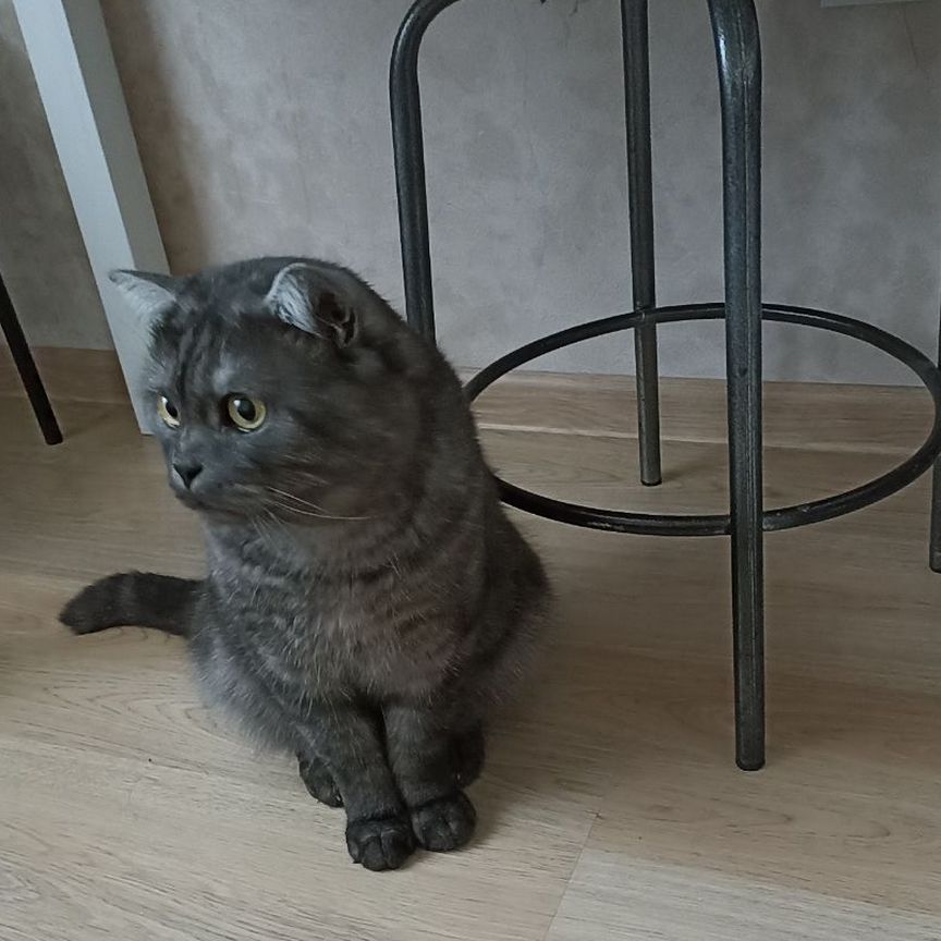 Британский длинношёрстный, взрослый кот