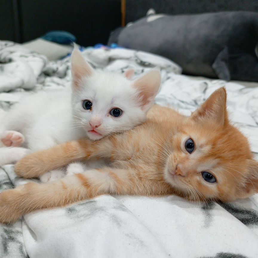 Котята в добрые руки бесплатно