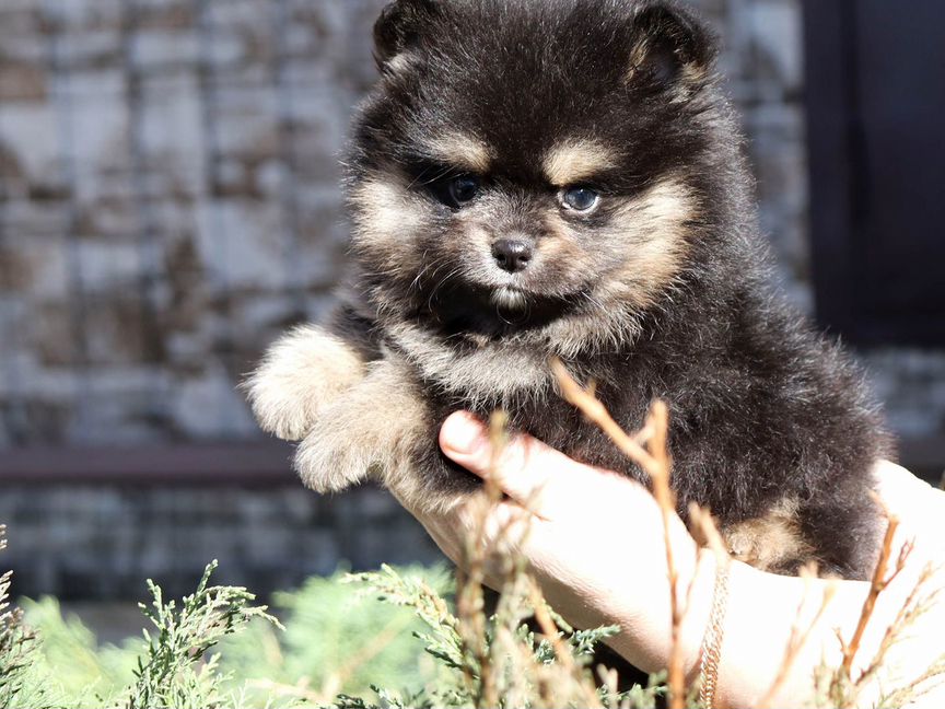 Блек.Модник шпица с доcтавкой и видео