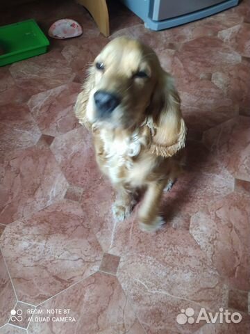 Кокер спаниель