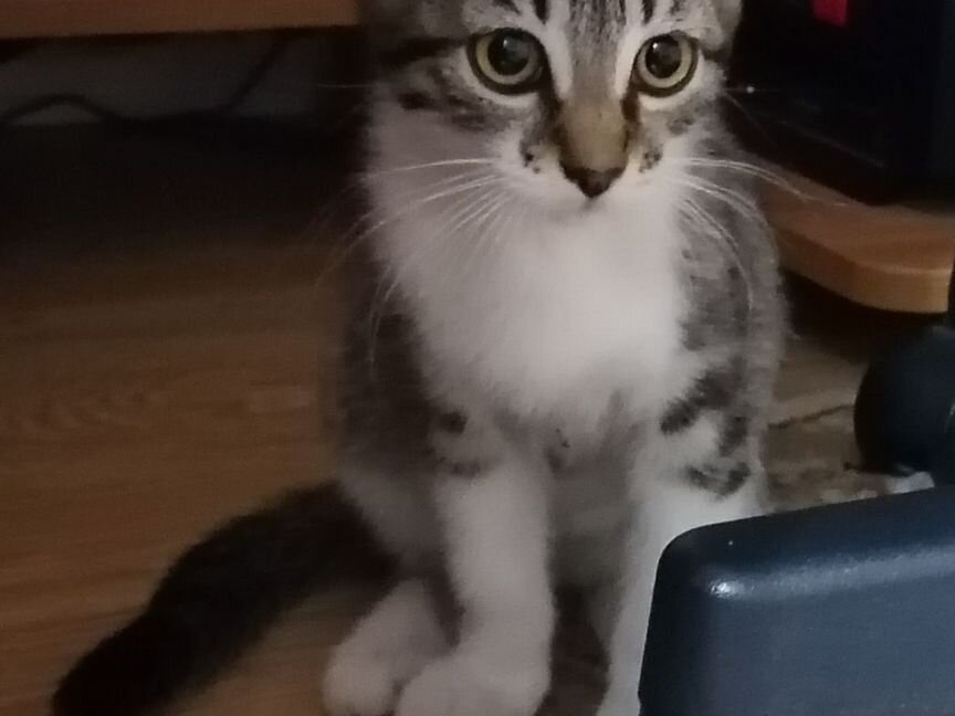 Кошки в добрые руки