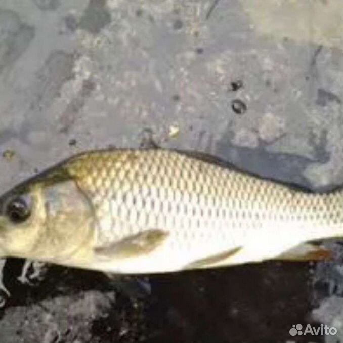 Живая рыба оптом карп