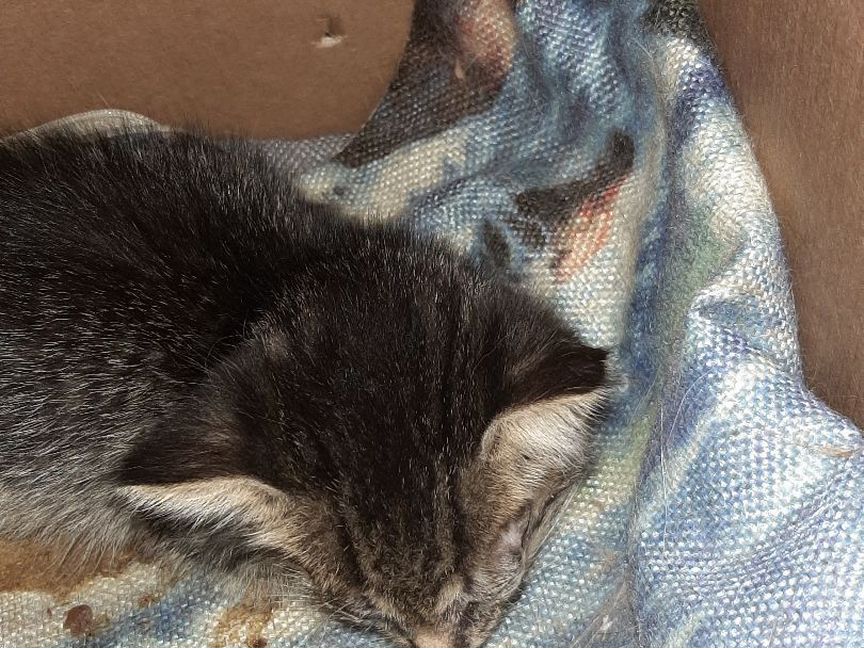 Котёнок малыш размером меньше ладошки