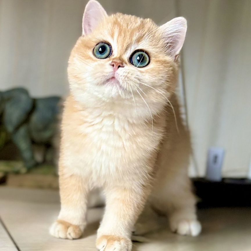 Британский короткошёрстный котёнок