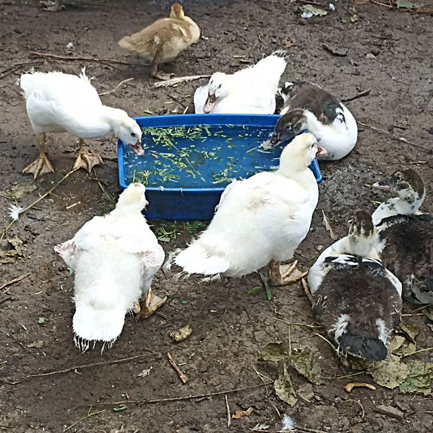 Домашние индоутки