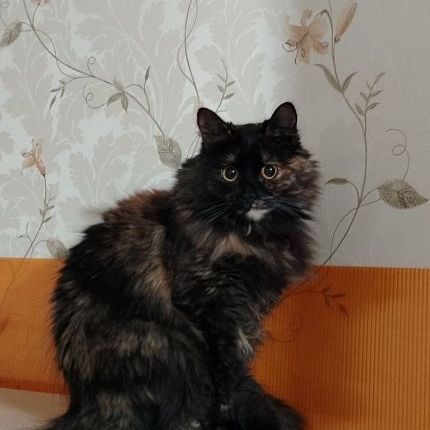 Молодая стерилизованная кошечка