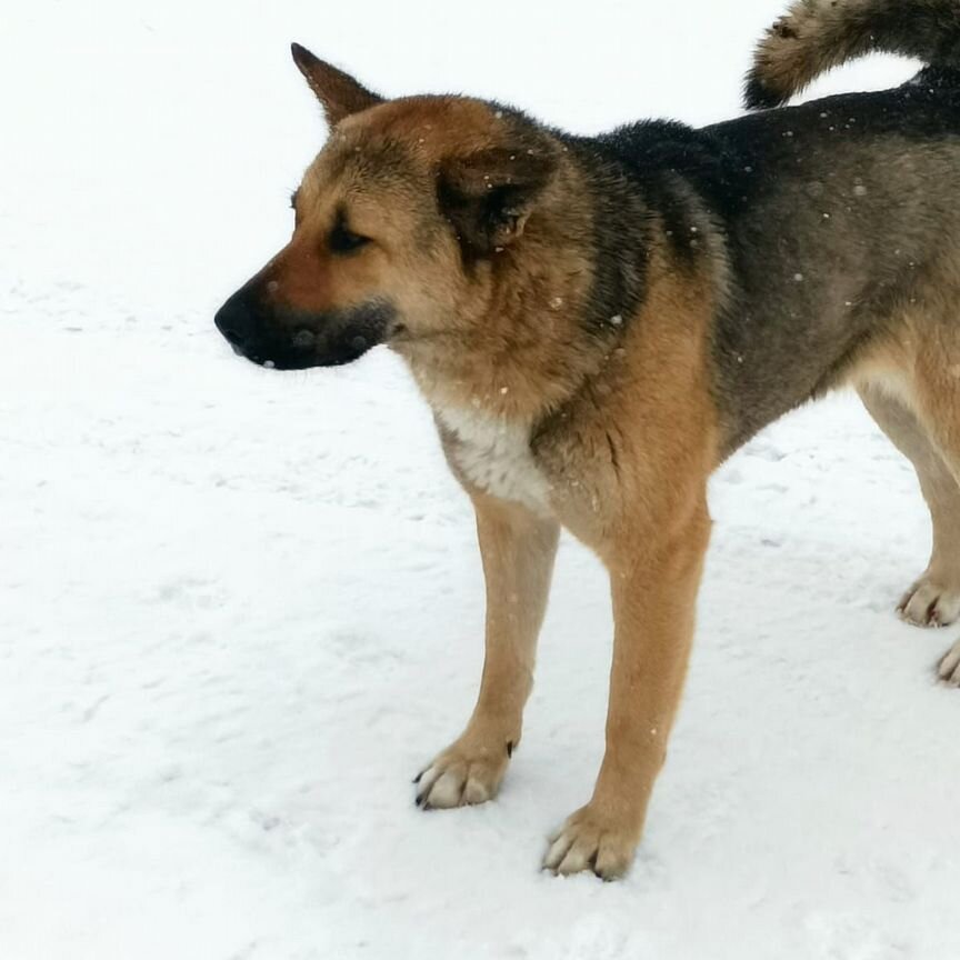 Собака в добрые руки