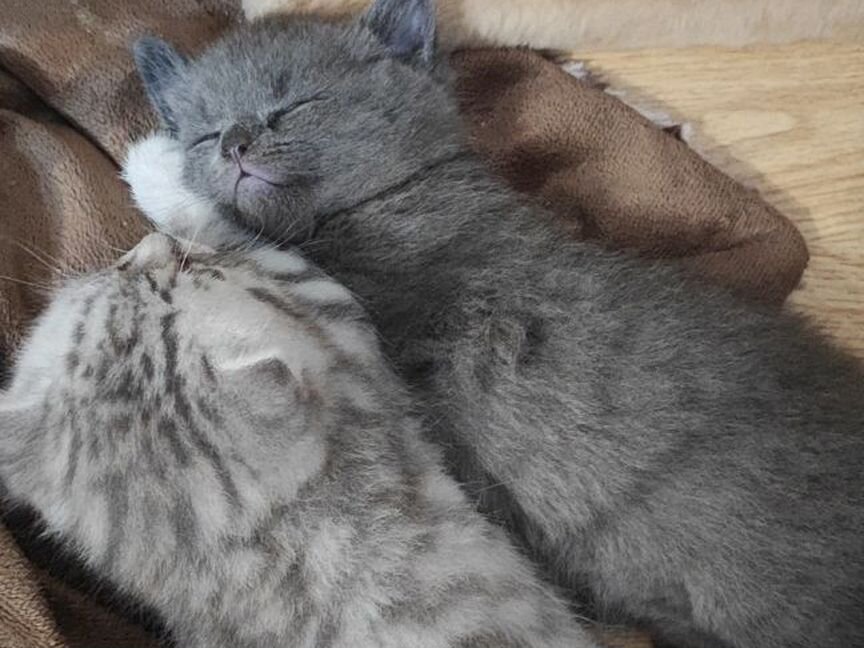 Серый британский котенок