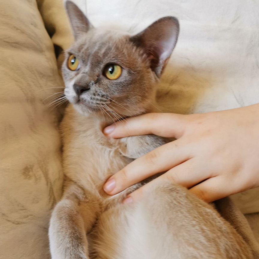 Котёнок от частного владельца