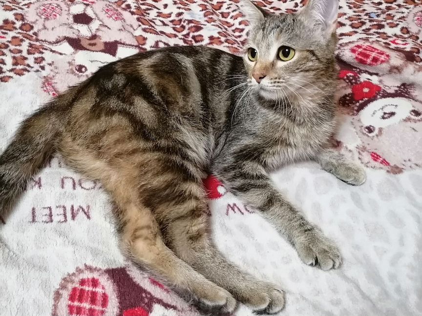 Кошка в дар бесплатно