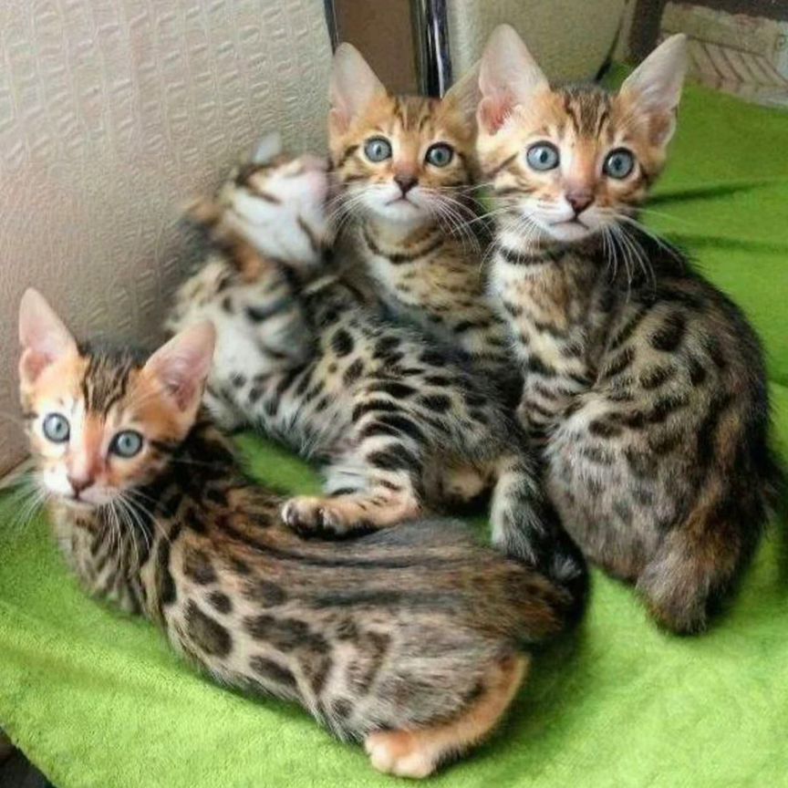 Бенгальские Котята