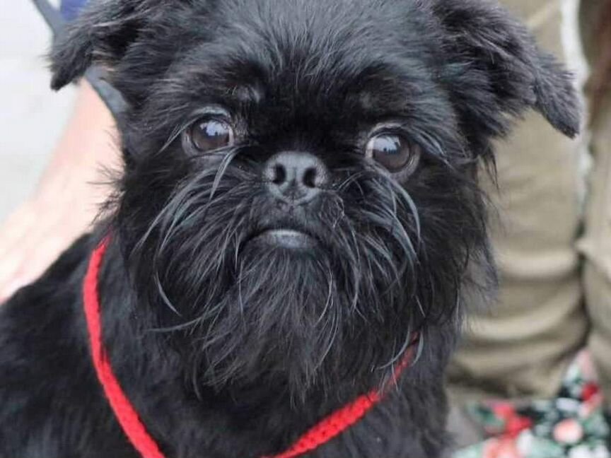 Бельгийский гриффон