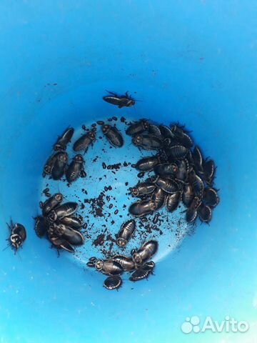 Отдам тараканов-автомобильчиков