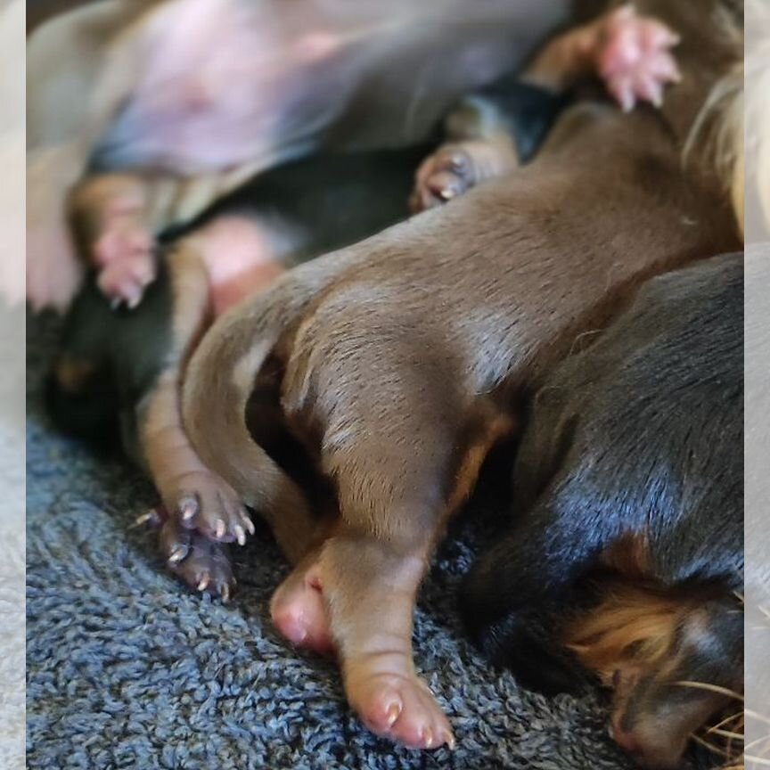 Йоркширский терьер щенки