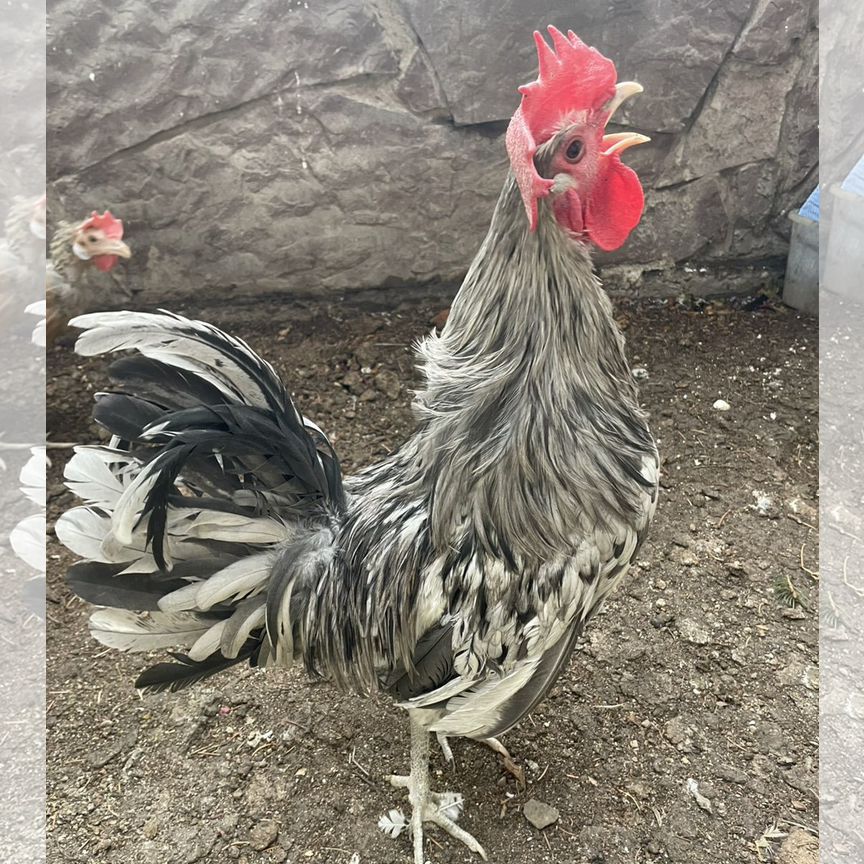 Петух сильверудд