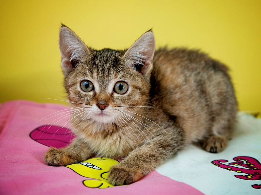 Котята 1,5 месяца ищут семью