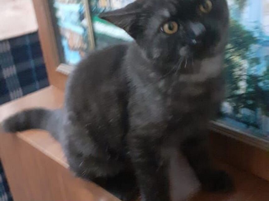 Котёнок Кексик, окрас "чёрный дым"