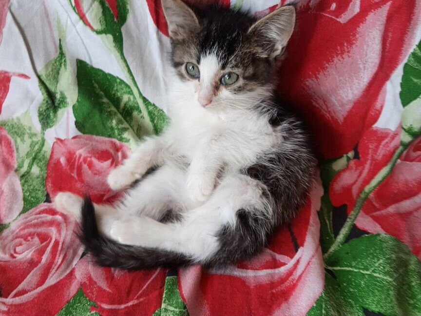 Котик и две кошечки - в добрые руки