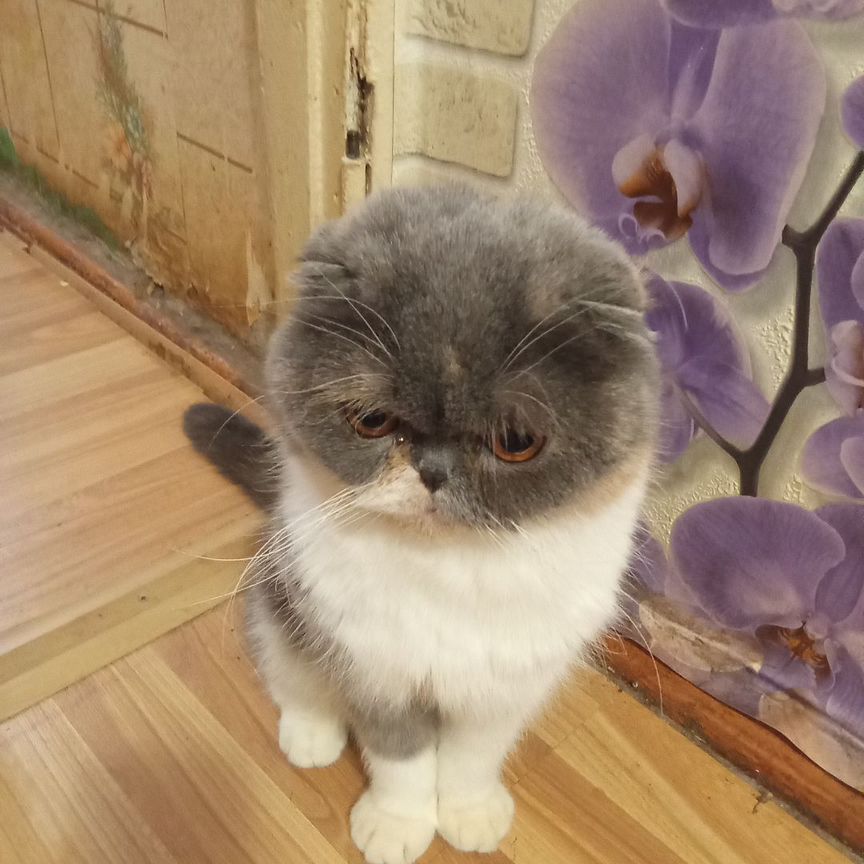 Шотландская