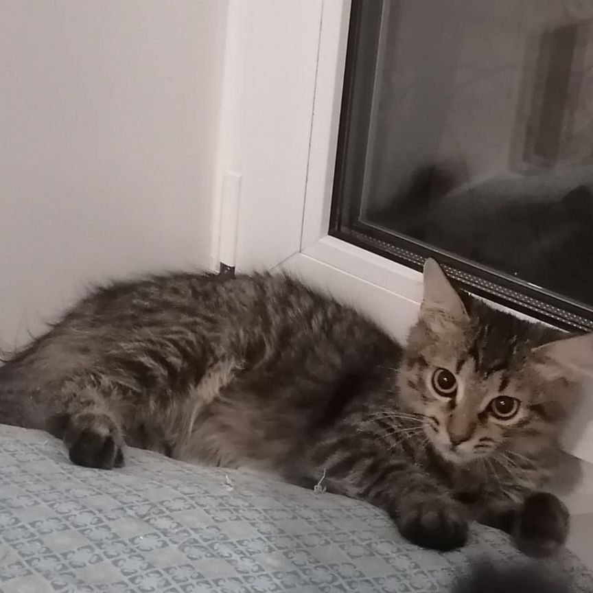 Котенок- мальчик в добрые руки