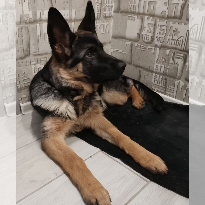 Немецкая овчарка, щенок